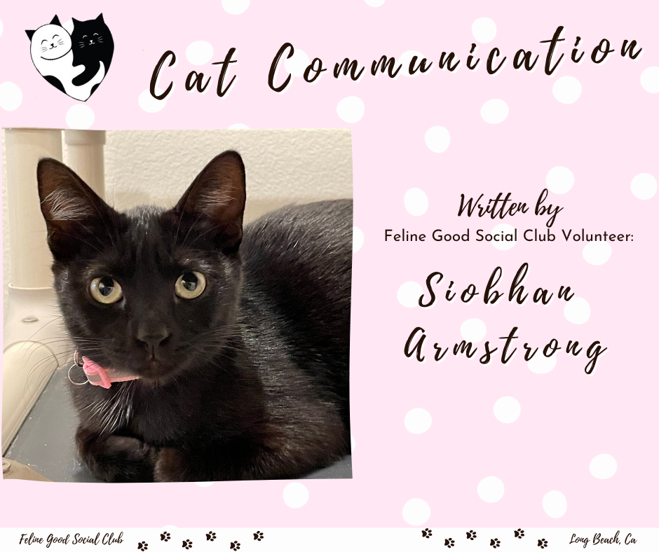Cat Communication – Feline Good Social Club ADMIN