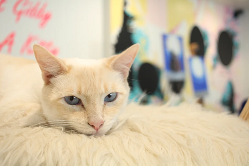 A Month of Cat-tastic Events – Feline Good Social Club ADMIN